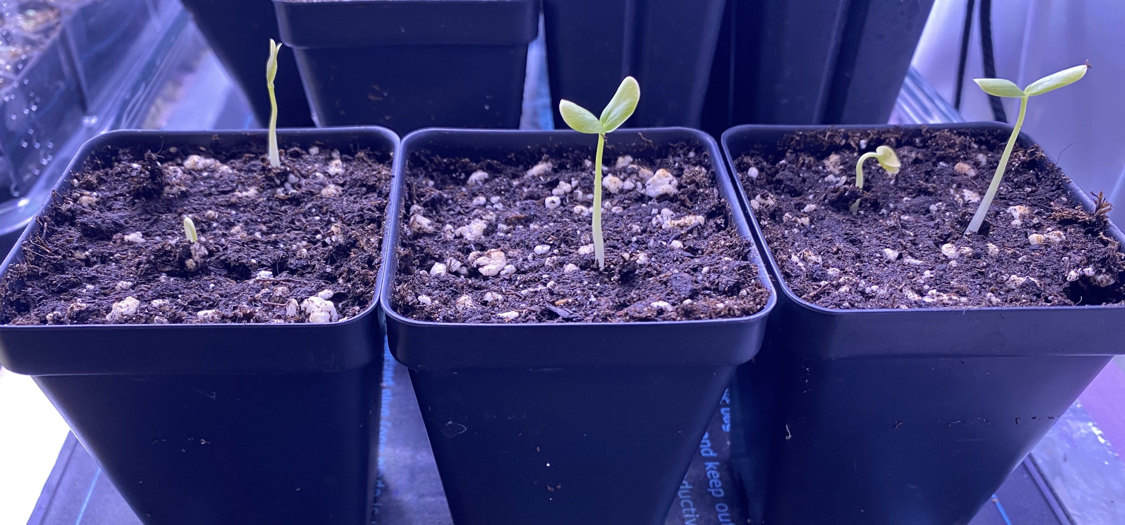 How to Grow Passiflora incarnata (Maypop, Purple Passionflower) from ...