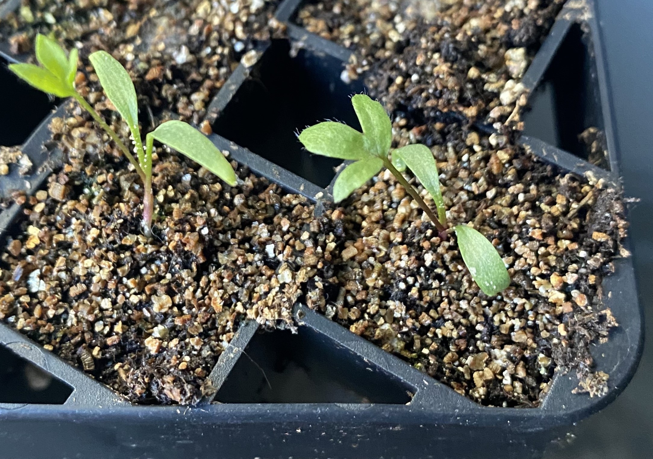 How to Grow Pulsatilla nuttalliana (Anemone patens, American ...